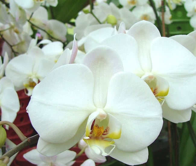 Plant World Etobicoke | House Plants and Garden Supplies