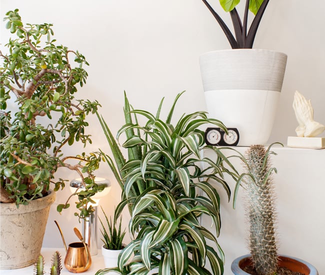 5 Top Plant Shops for Indoor Gardeners in Toronto | Designlines Magazine