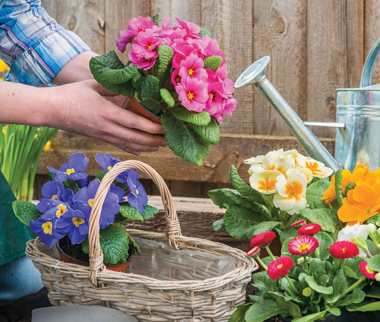 Sheridan Nurseries | Designlines Magazine