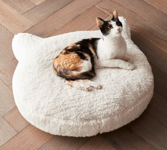 Pet Accessories That Don’t Compromise on Style | Designlines Magazine